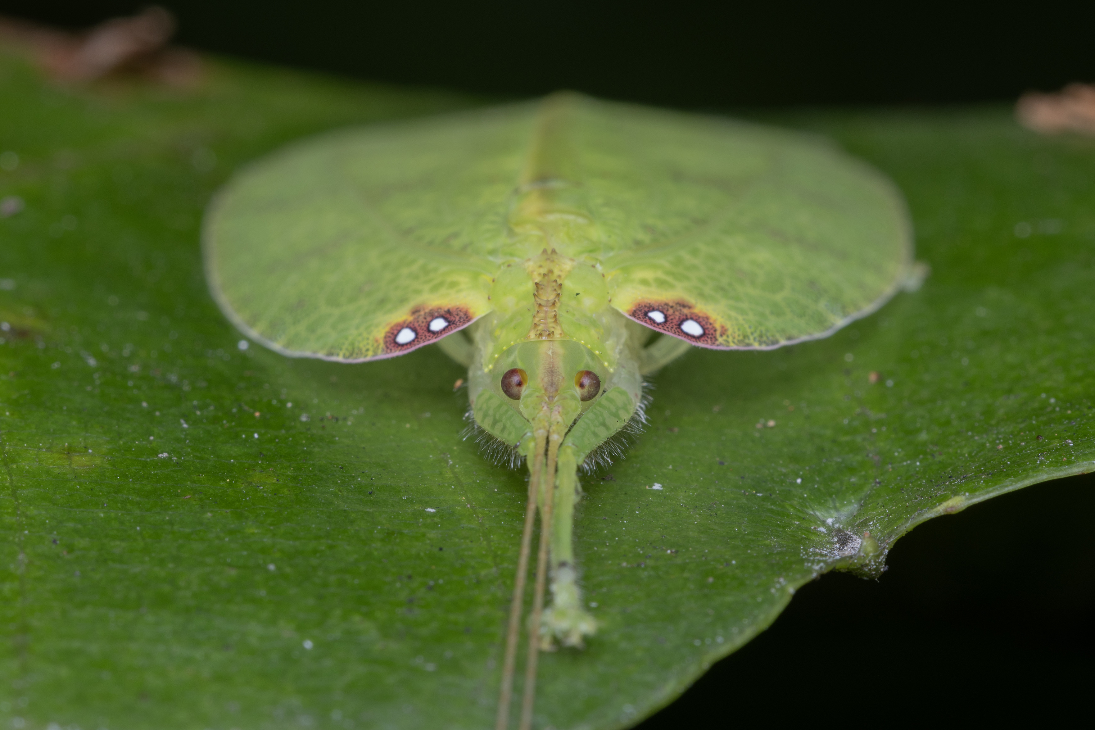 Perry Beasley-Hall 🦗🧬🏳️‍🌈 (@pbeasleyhall@ecoevo.social) - ecoevo.social